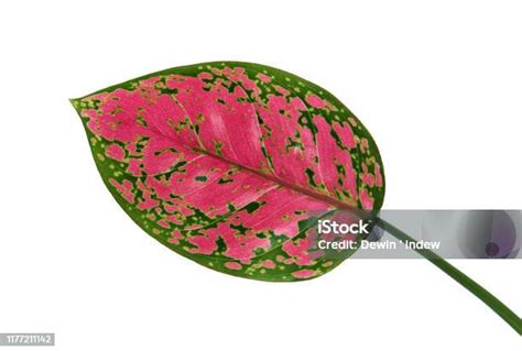 빨간 Aglaonema 단풍 밝은 분홍색 정맥녹색 잎 이국적인 열대 잎 클리핑 경로와 흰색 배경에 고립 0명에 대한 스톡 사진