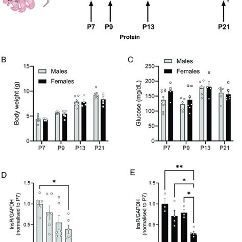 Physiological Characteristics Across Development And Insulin Receptor