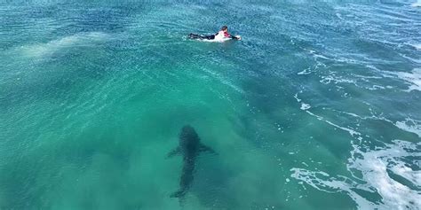 Après Lattaque Dun Requin Un Surfeur Réussit à Rejoindre La Plage