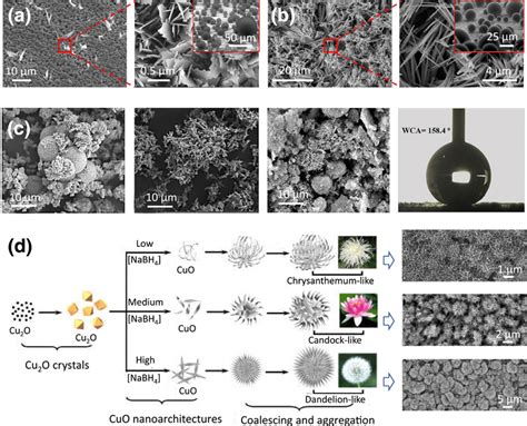 Surfaces With Nano‐scaled Cuo A Dense And Sharp Nanostructures [69] Download Scientific