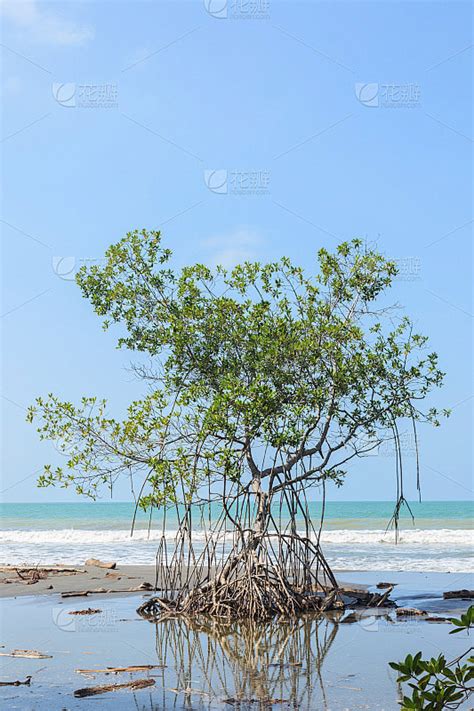 红树林