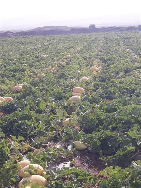 خربزه بارنگ گریفاتون Op آبتین گستر سبز