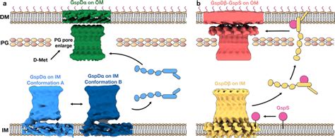 Proposed Models Of The Outer Membrane Translocation Process Of The