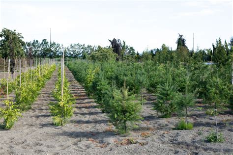 Picea Omorika Wells ‘riverside Wells Nursery
