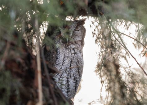 Western Screech Owl The Peregrine Fund