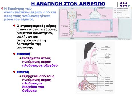 Η ΑΝΑΠΝΟΗ ΣΤΟΝ ΑΝΘΡΩΠΟ Το αναπνευστικό σύστημα συνεργάζεται με το