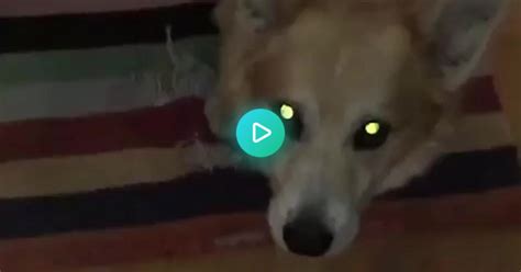 The Og Fail Hambone Had Such Great Reactions And In Some Days Hed