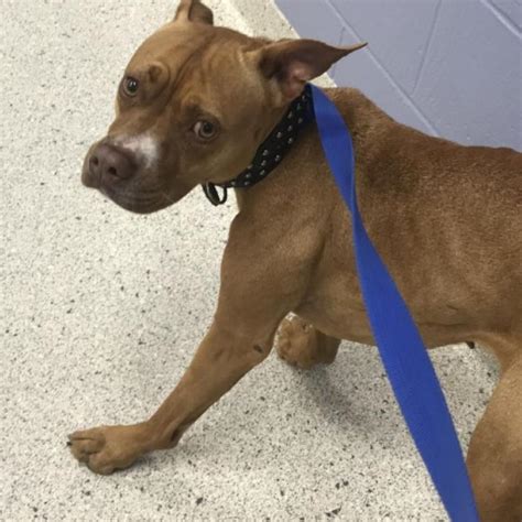 Adopt A Dog Jacksonville Humane Society