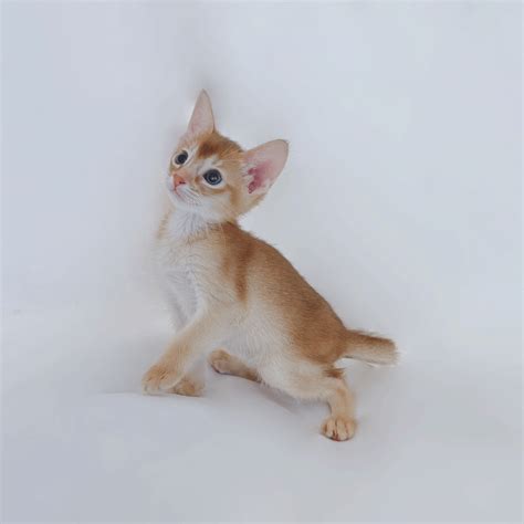 아비시니안 설현 퍼스트캣ㆍ24시 고양이분양ㆍ전국 안심홈서비스