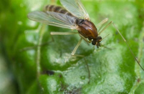 More Than Just A Bug Bite Understanding Leishmaniasis Doherty Website