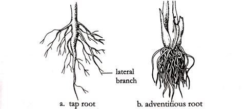 Adventitious Root System Types Modifications And Exam
