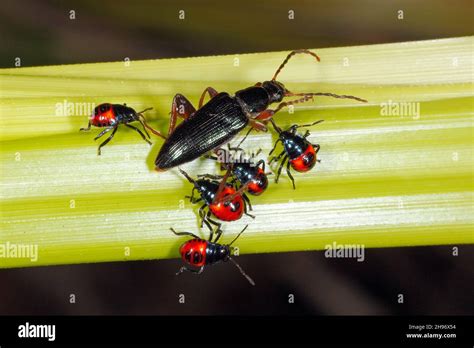 Juvenile Predatory Red And Black Shield Bug Nymphs Species Unknown