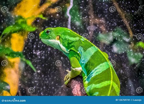 Green Iguana On A Branch Stock Image Image Of Frog 126769741