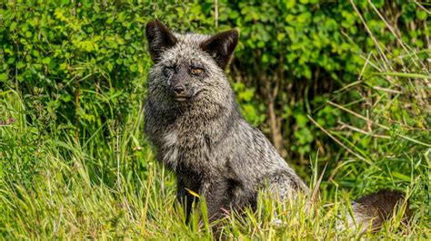 Lead Researcher On The Siberian Silver Fox Domestication Experiment
