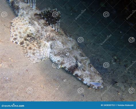 Tentacled Flathead Crocodile Fish Papilloculiceps Longiceps Stock