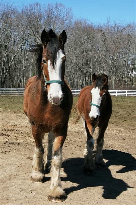 How Much Does A Clydesdale Horse Cost Artofit