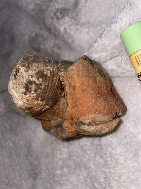 What Kind Of Fossil Is This R Fossilid