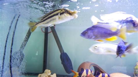 Wild ‘big Lips Chilotilapia Euchilus Youtube