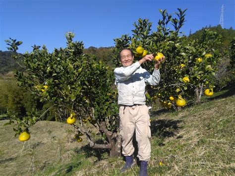 高知の初夏の旬 小夏について 高知お取り寄せ・贈り物グルメカタログ（旧まるごと高知オンラインショップ）