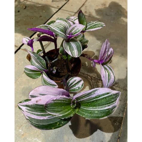 Tradescantia Nanouk Or Spiderwort Plant Shopee Singapore