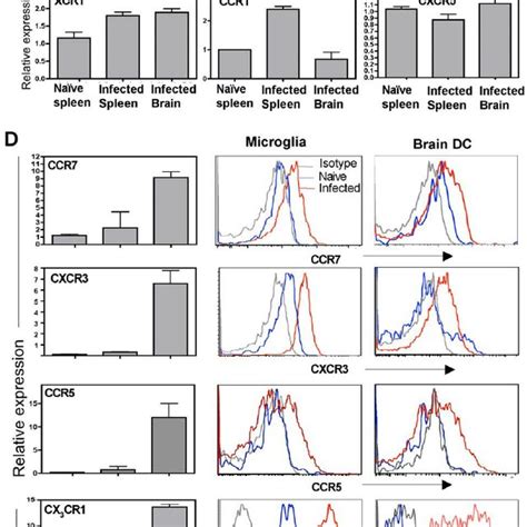 Cns Resident Cd11c Cells Express A Distinct Chemokine Receptor