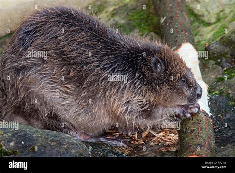 Mature Beaver Pics Telegraph