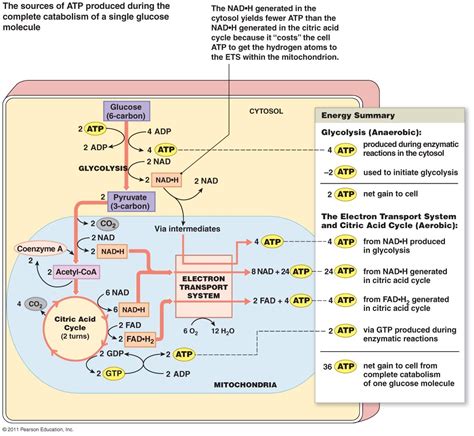 Krebs Cycle Diagram Labeled
