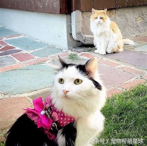 這隻流浪貓被領養後，不僅擁有自己的小床，還交了好朋友幸福！ 每日頭條