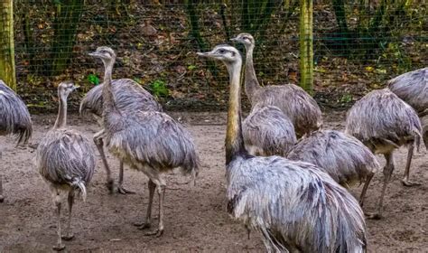Rheas Rhea Americana Information Earth Life