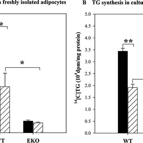 Effect Of Lipoprotein Lipase Inhibition On Adipocyte Triglyceride