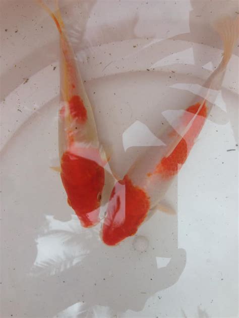 Sri Lankan Koi සුරතල් මසුන් අභිජනනය