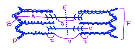 Anatomy Chapter 11 Flashcards Quizlet