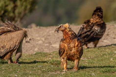 Premium Photo Adult Bearded Vulture Watching And Perched Among