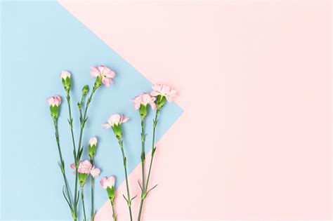 분홍색과 파란색 파스텔 배경에 카네이션 꽃 텍스트 장소와 꽃 구성 0명에 대한 스톡 사진 및 기타 이미지 0명 3월 개념 Istock