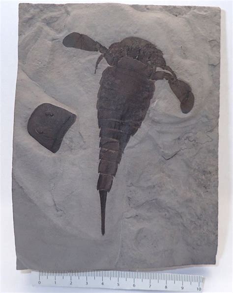 Escorpião Do Mar Fóssil Na Matriz Eurypterus Remipes Catawiki