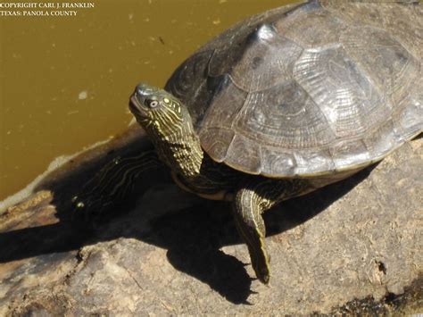 Sabine Map Turtle Texas Turtles