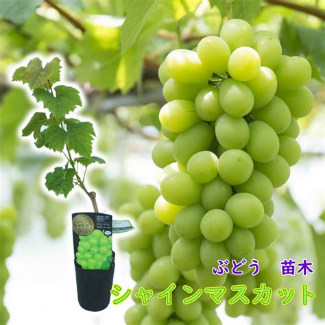 【楽天市場】【おまかせ】ぶどう 苗木 苗 3株セット 105cmロングポット 挿木苗 シャインマスカットは必ず入ります 樹高約40～50cm