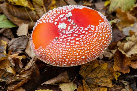 붉은 숲의 배경에 대한 Agaric 비행 독성 및 환각 성 버섯 가을 숲 배경에 잔디에 Agaric 비행 아마니타 무스카리아