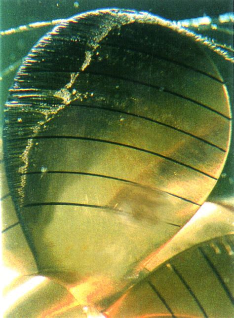 Aalborg Universitet Towards Better Quantification Of Underwater Radiated Noise A Population