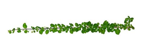Premium Photo Leaf Vine Isolates On A White Background