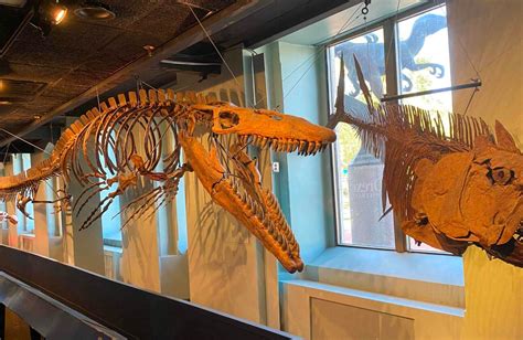 Tylosaurus Dominator Of Cretaceous Oceans Ocean Info