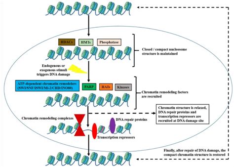 Snoncology On Twitter Read Parp1 Modulated Chromatin Remodeling Is