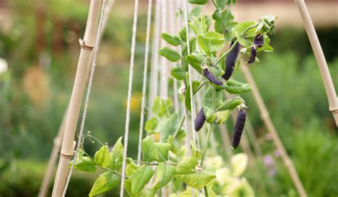 6 Conseils Pour Bien Tuteurer Une Plante Jardiland