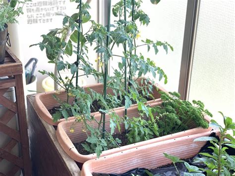 マンションでも諦めないベランダ菜園の楽しみ方おすすめの野菜も紹介