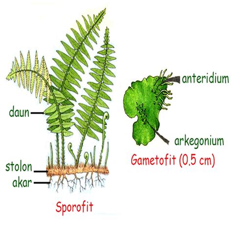 Biology Life Cycle Of Pteridophyta