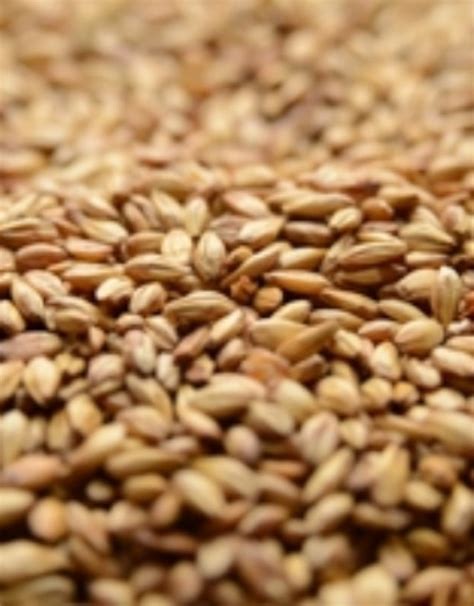 Briess Pilsen Malt By The Lb Winemakers And Beermakers Supply