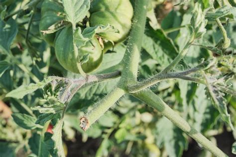 Close Up Of Tomato Shoots On Green Tomato Bush Stock Image Image Of