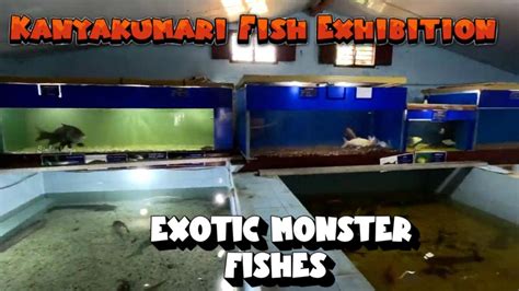Kanyakumari Fish Exhibition Fresh And Salt Water Fishes Simbaavlogs