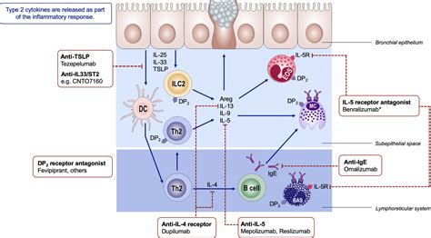 Severe Asthma Phenotypes At Jacob Honda Blog