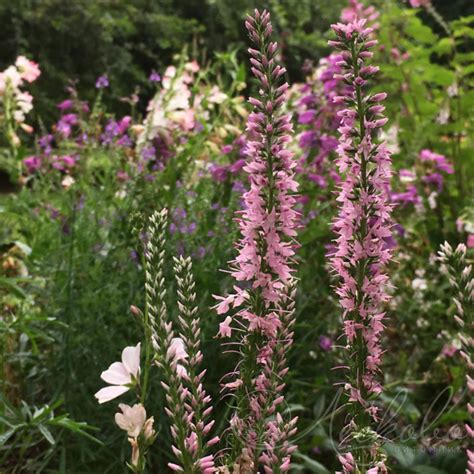 Вероника длиннолистная (Veronica longifolia `Pink Shades`) - Вероника ...